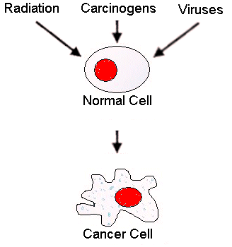 Cancer « Nashik Doctors
